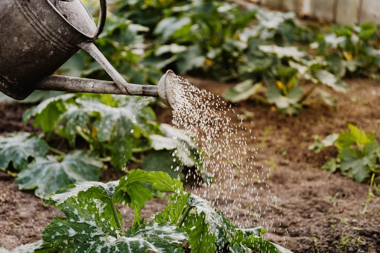 Creating Microclimates to Facilitate Growth - Gardening