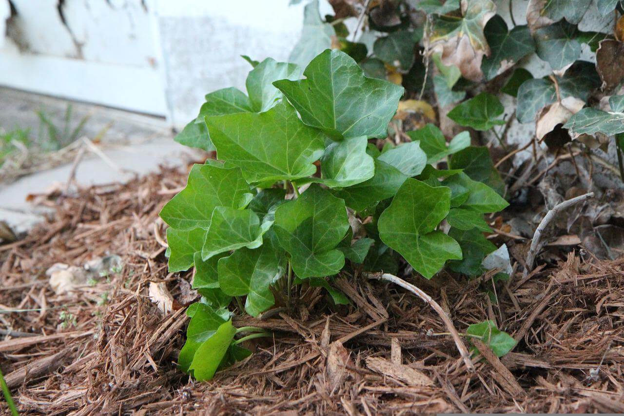 Mulching for Free - Gardening